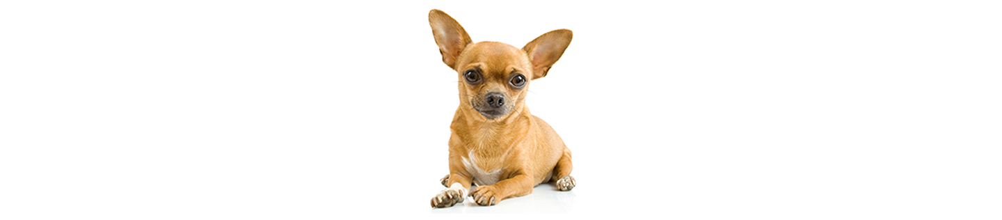 ชิวาวา ข้อมูลสายพันธุ์และลักษณะนิสัย (Chihuahua) – ซีซาร์®