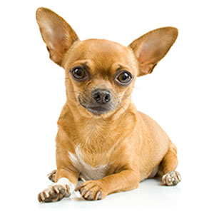 คู่มือเลี้ยงสุนัขพันธุ์เล็ก - ซีซาร์® ประเทศไทย