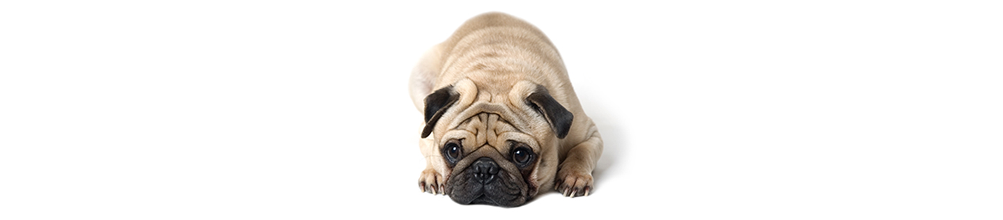 ปั๊ก ข้อมูลสายพันธุ์และลักษณะนิสัย (Pug) – ซีซาร์®