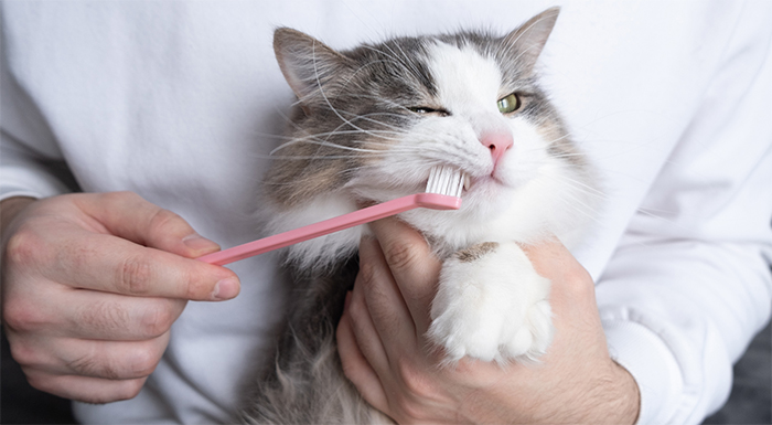 Bagaimana Cara Merawat Gigi Kucing agar Tetap Bersih dan Sehat ...