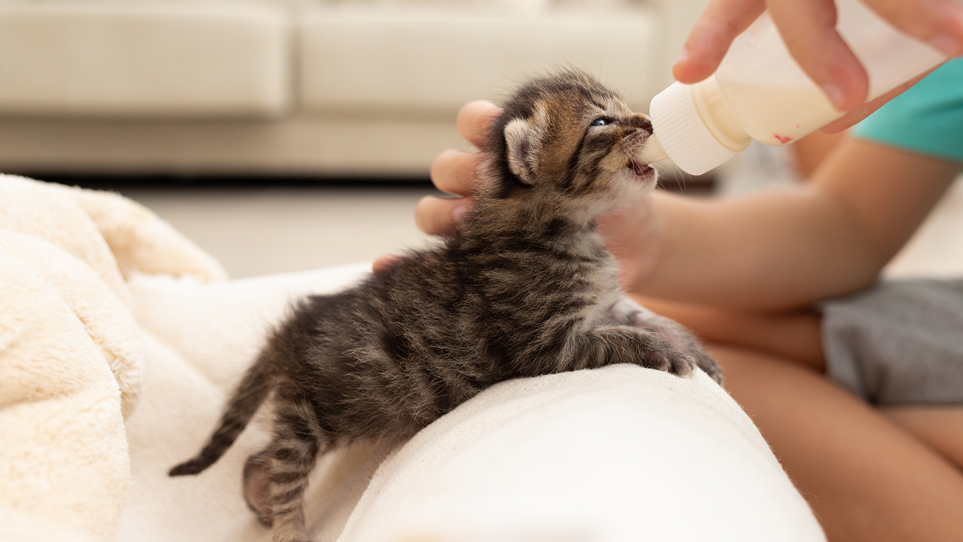 Apakah Kucing Minum Susu? Susu Mana yang Cocok untuk Kucing ...
