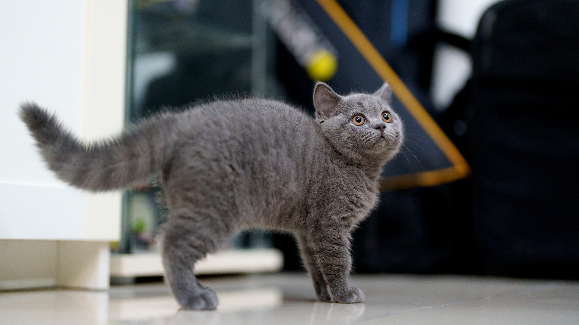 Memahami Bahasa Tubuh Kucing | Temptations™