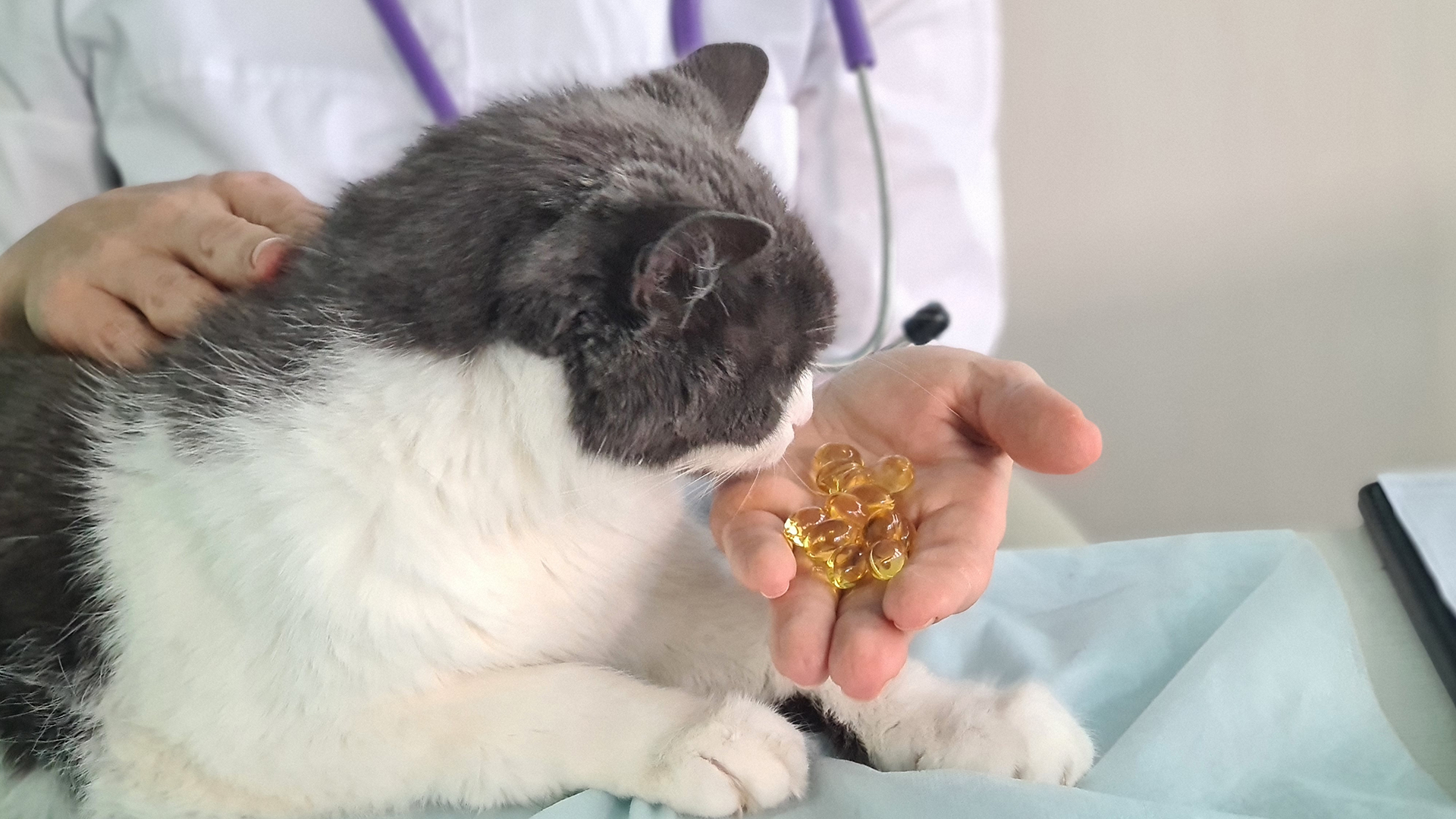 Probiotik untuk Kucing - Temptations™ Indonesia