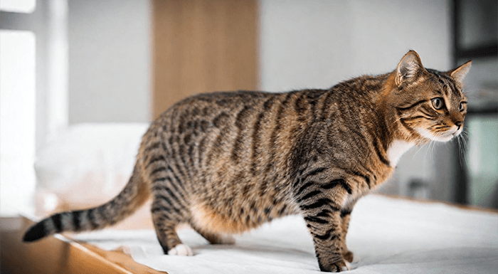 Kucing Hamil: Panduan Lengkap - Temptations™ Indonesia