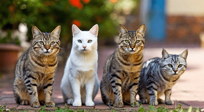 Jenis Ras Kucing - Pilih yang Cocok untuk Anda - Temptations™ Indonesia