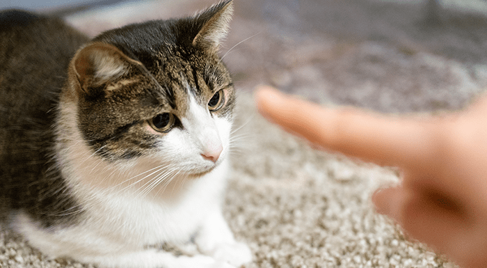 5 Cat Training Tips And Tricks - Temptations™ Malaysia