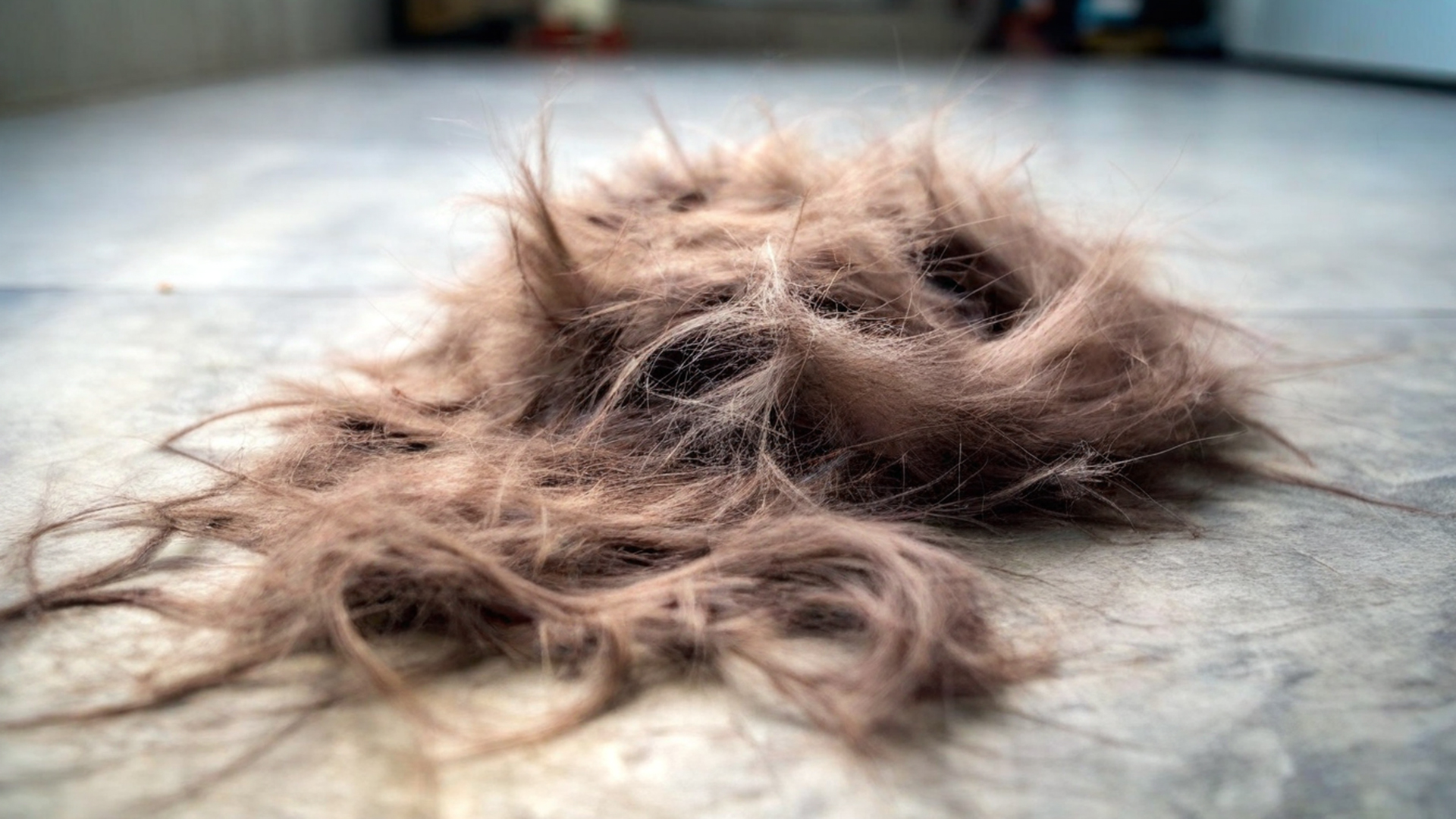 Tips and Tricks to Reduce Cat Shedding and Prevent Cat Hair Loss