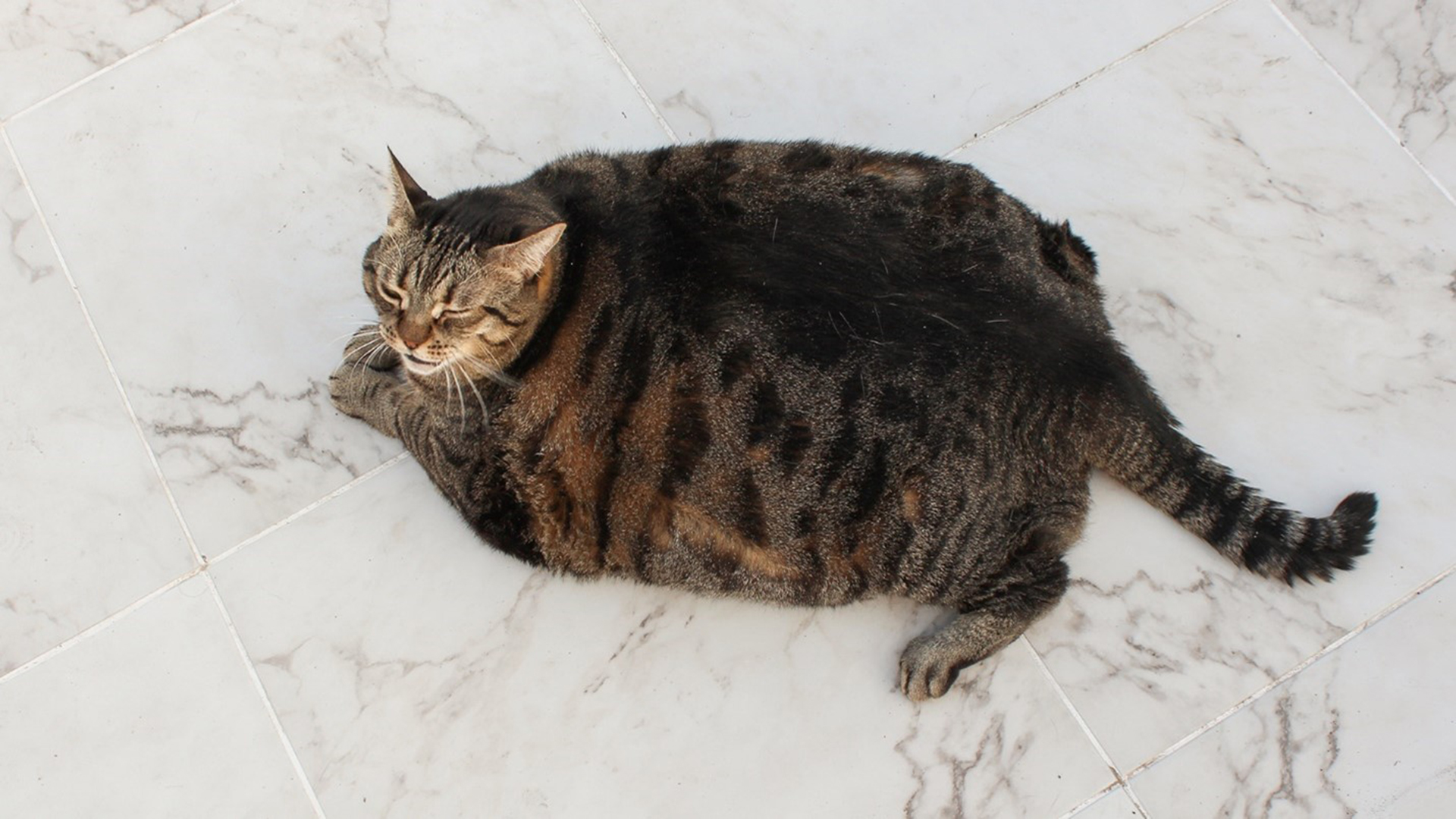 How to Help your Obese Cats? - Temptations™ Malaysia