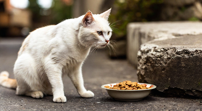 Panduan Makanan untuk Kucing Tua