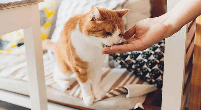 How To Bond With Your Cat? - Temptations™ Malaysia
