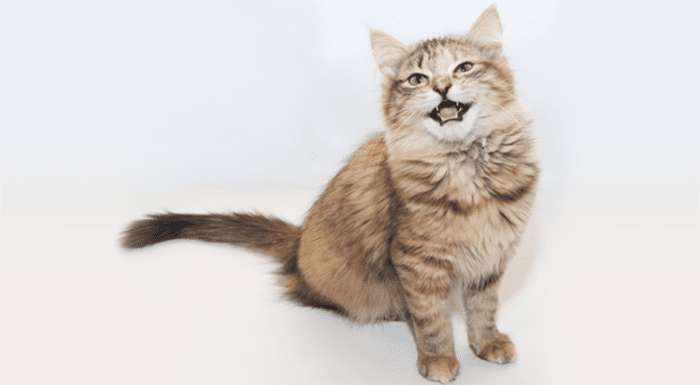 All About Cat Languages & How to communicate with Cats -Temptations ...