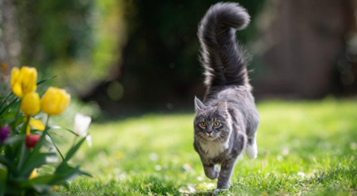 Understand Cat Tail Language and It's Meaning - Temptations™ Malaysia