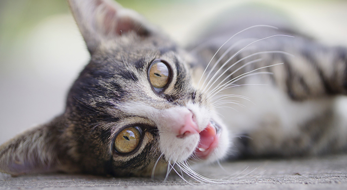 Cat Care List | Temptations™