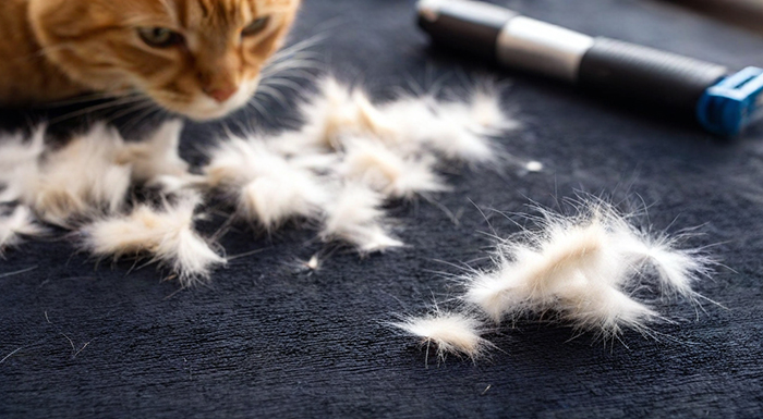 Tips and Tricks to Reduce Cat Shedding and Prevent Cat Hair Loss