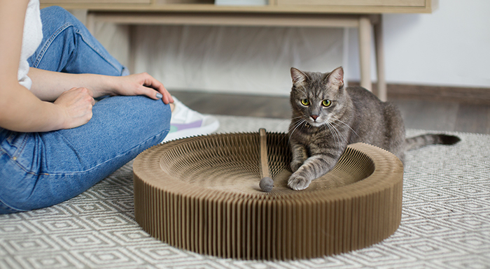 Cat Exercising Through Cat Wheel & Interactive Toys | Temptations ...