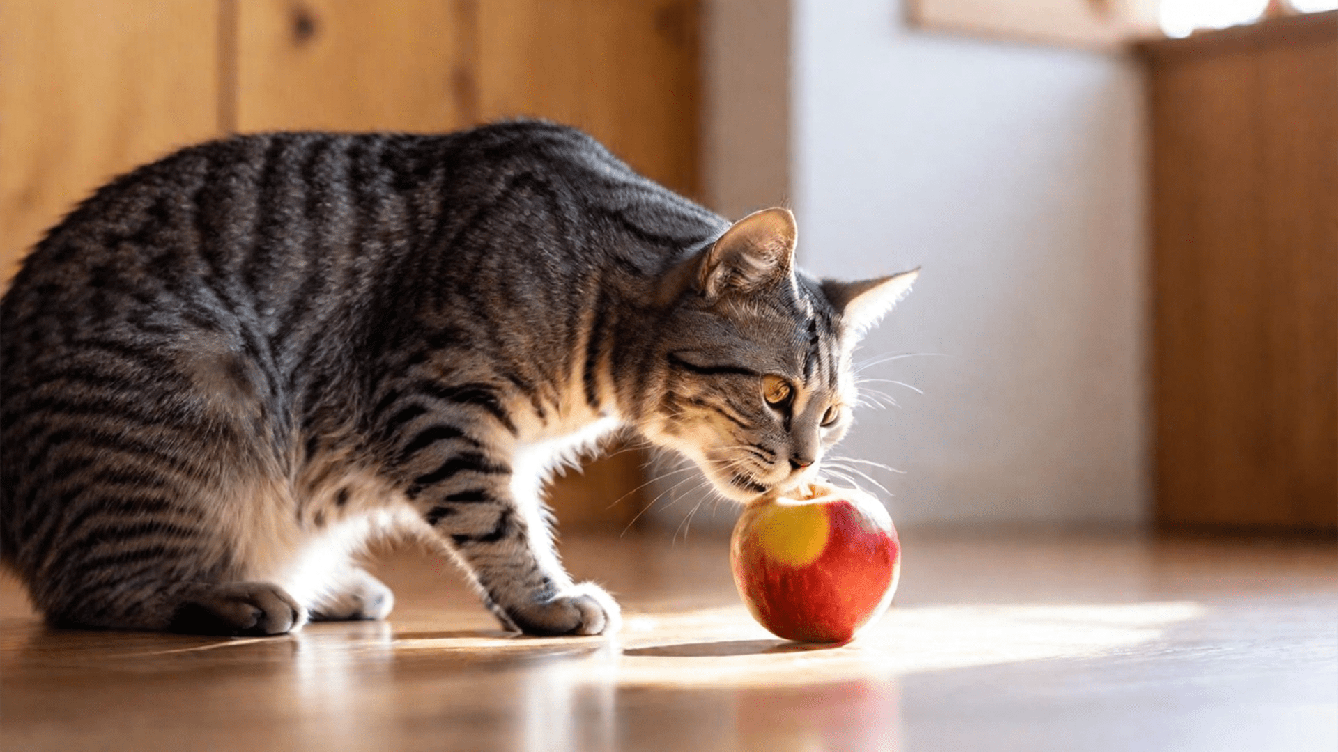 What Fruits Can Cats Eat? - Temptations™ Singapore