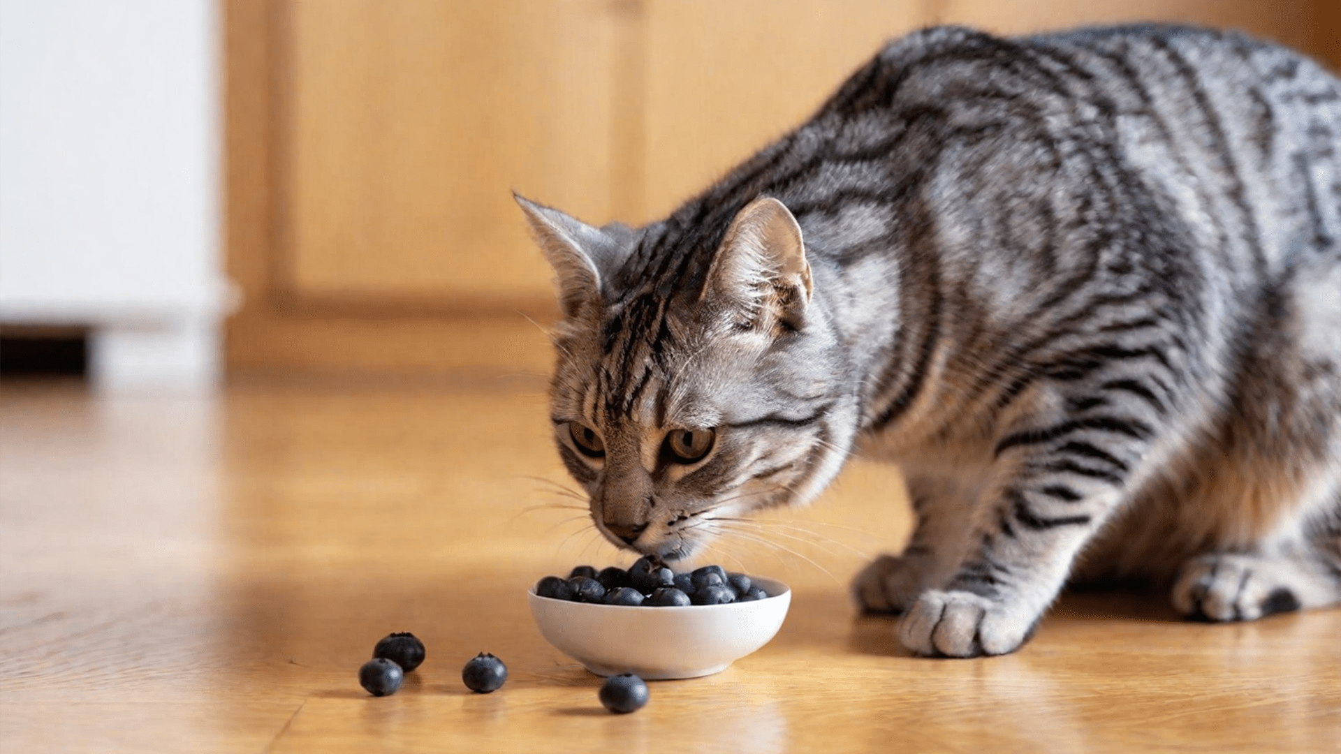 What Fruits Can Cats Eat? - Temptations™ Singapore