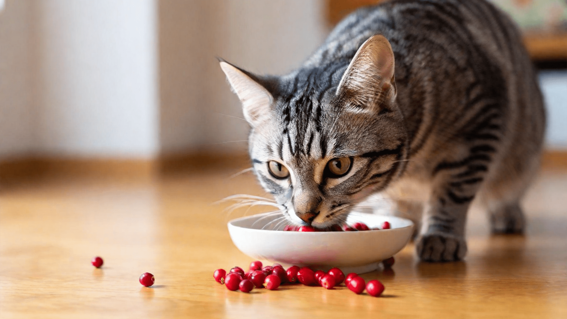 What Fruits Can Cats Eat? - Temptations™ Singapore