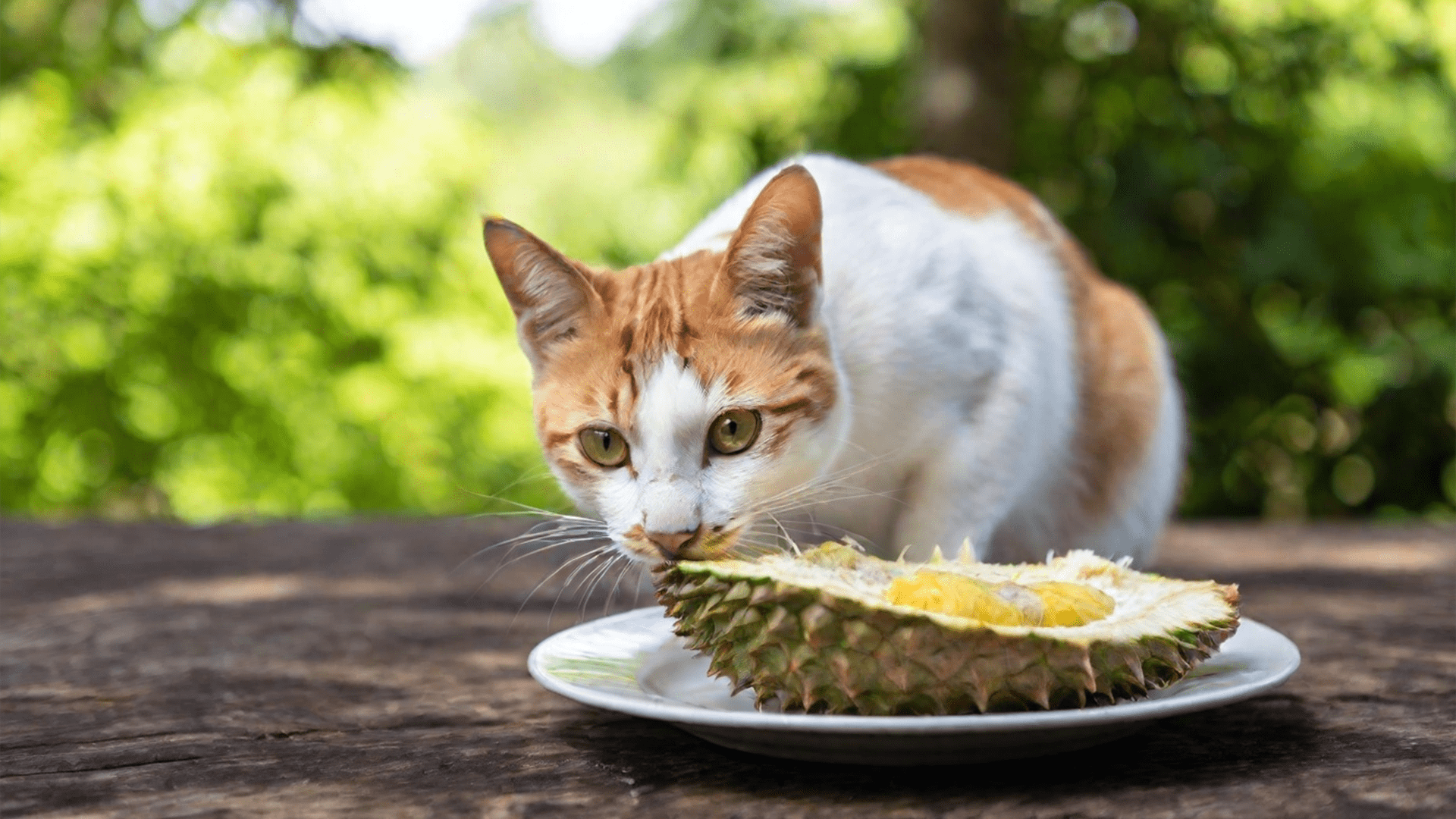 What Fruits Can Cats Eat? - Temptations™ Singapore