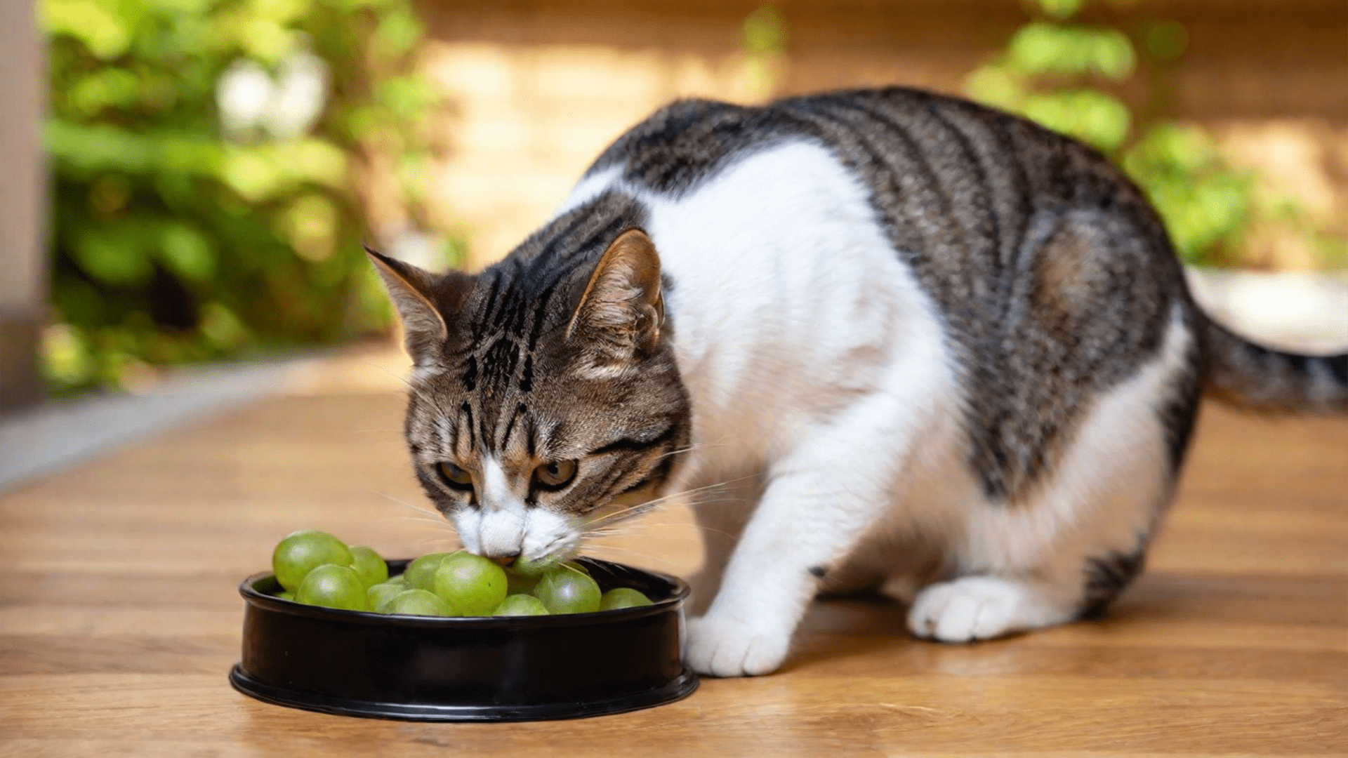 What Fruits Can Cats Eat? - Temptations™ Singapore