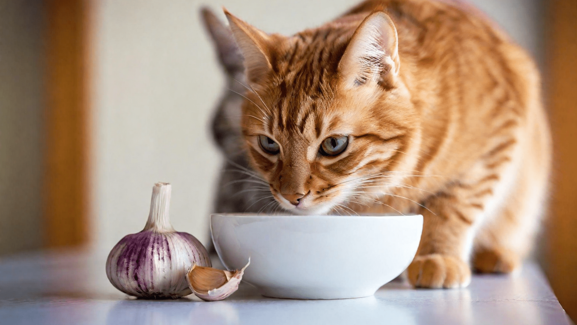 List of Foods That Are Poisonous To Cats - Temptations™ Singapore