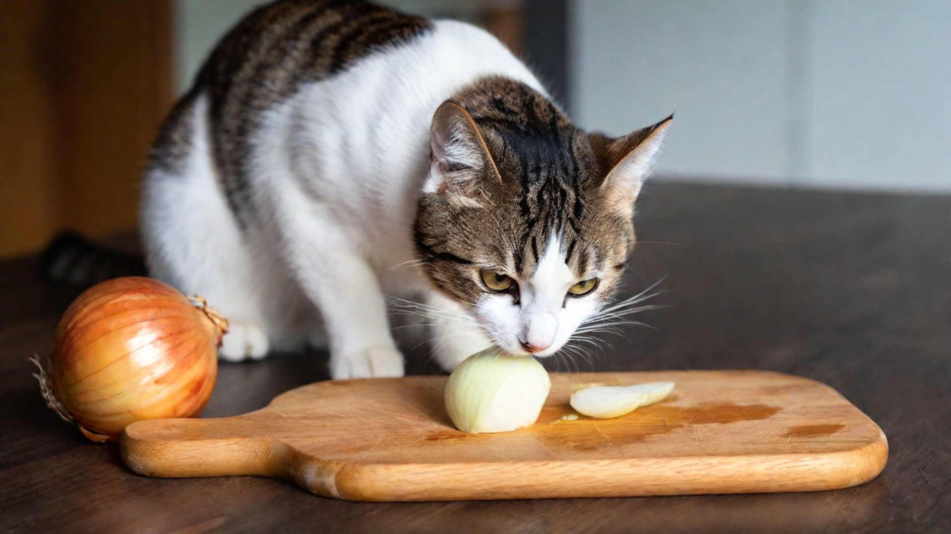 Can Cats Eat Vegetables? Are Vegetables Good For Cats? - Temptations ...