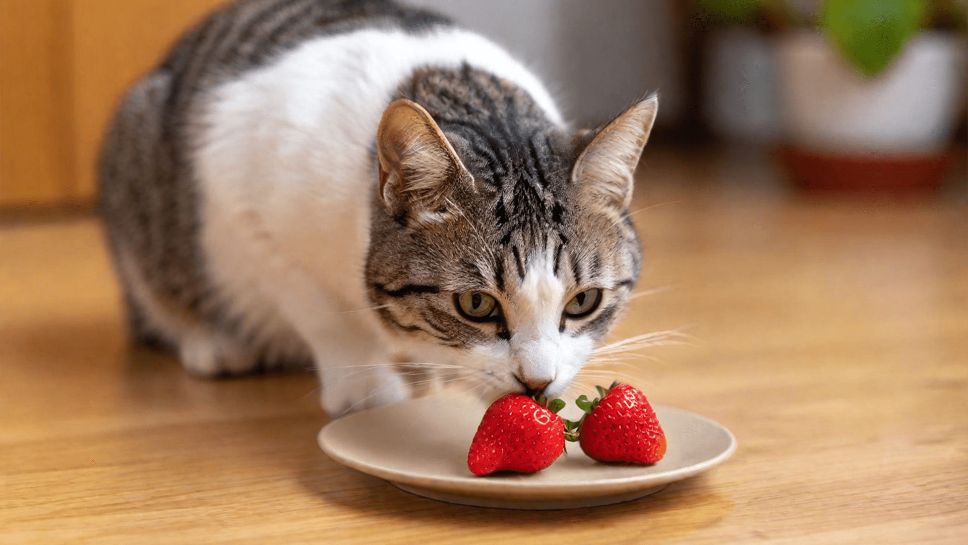 What Fruits Can Cats Eat? - Temptations™ Malaysia