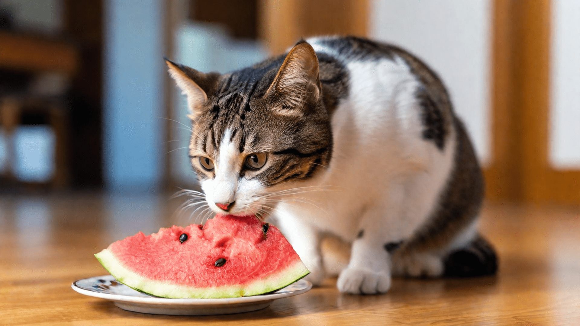 Can Cats Eat Fruits? - Temptations™ Philippines