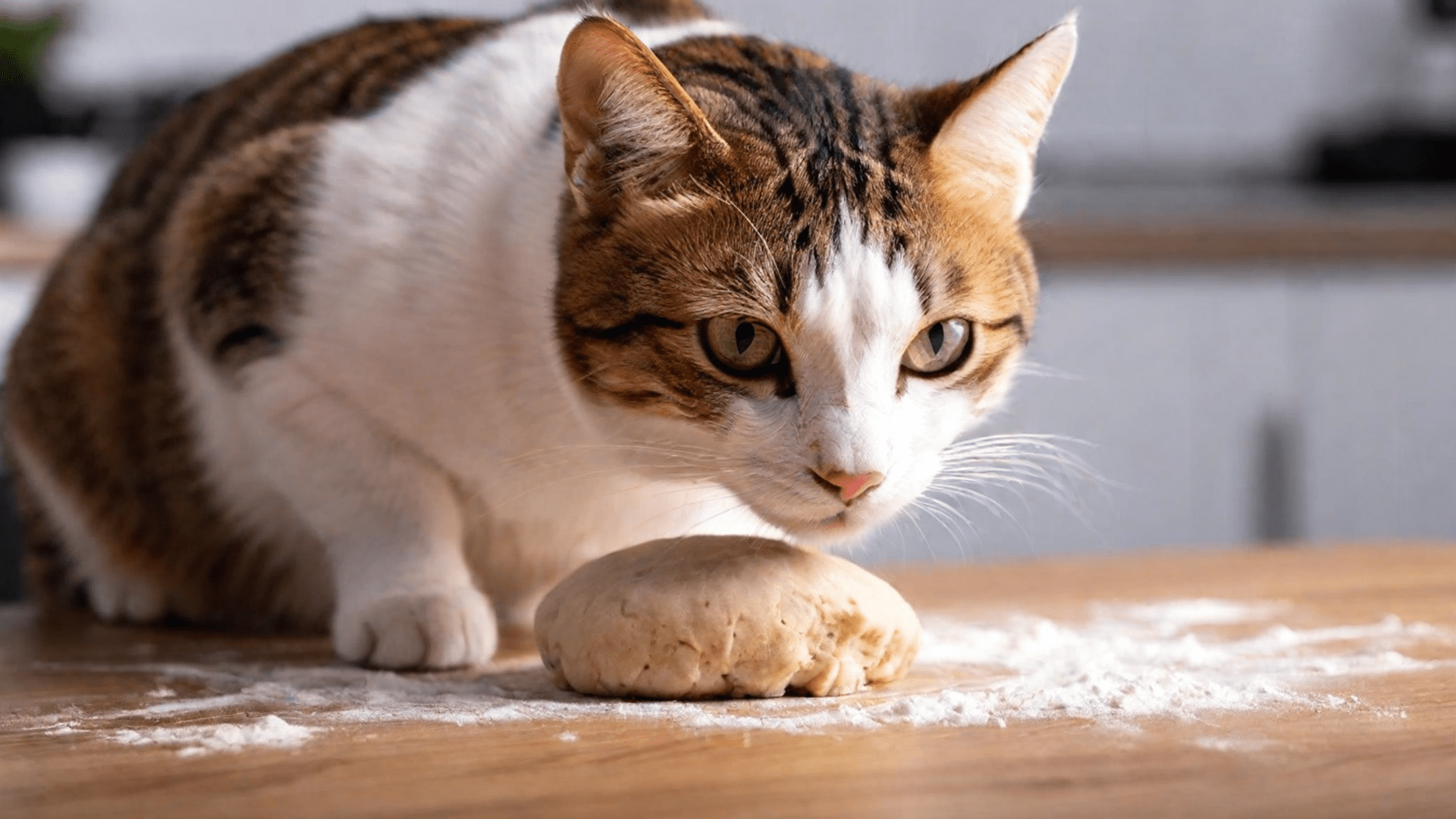 List Of Foods That Are Poisonous For Cats - Temptations™ Philippines