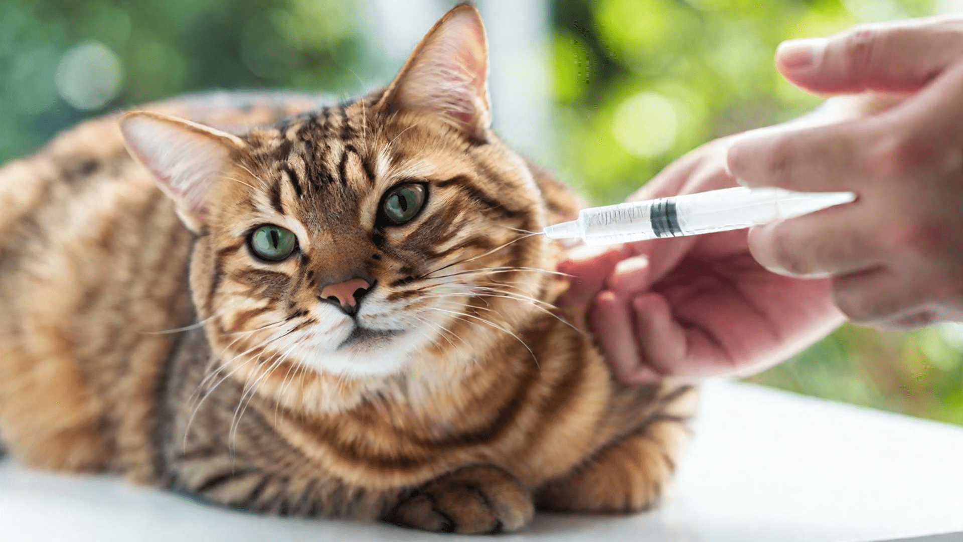 Signs Of Rabies In Cats - Temptations™ Singapore