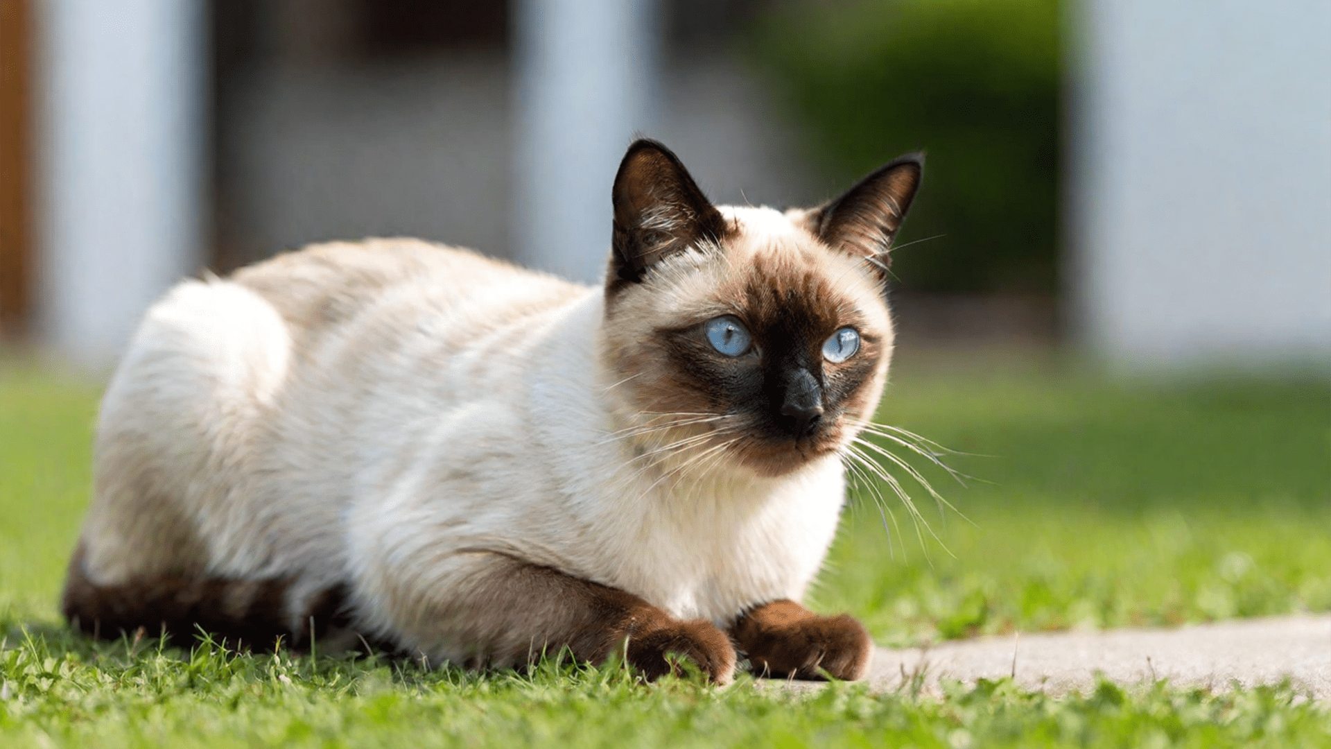 Cách Chọn Giống Mèo Phù Hợp Cho Gia Đình Bạn