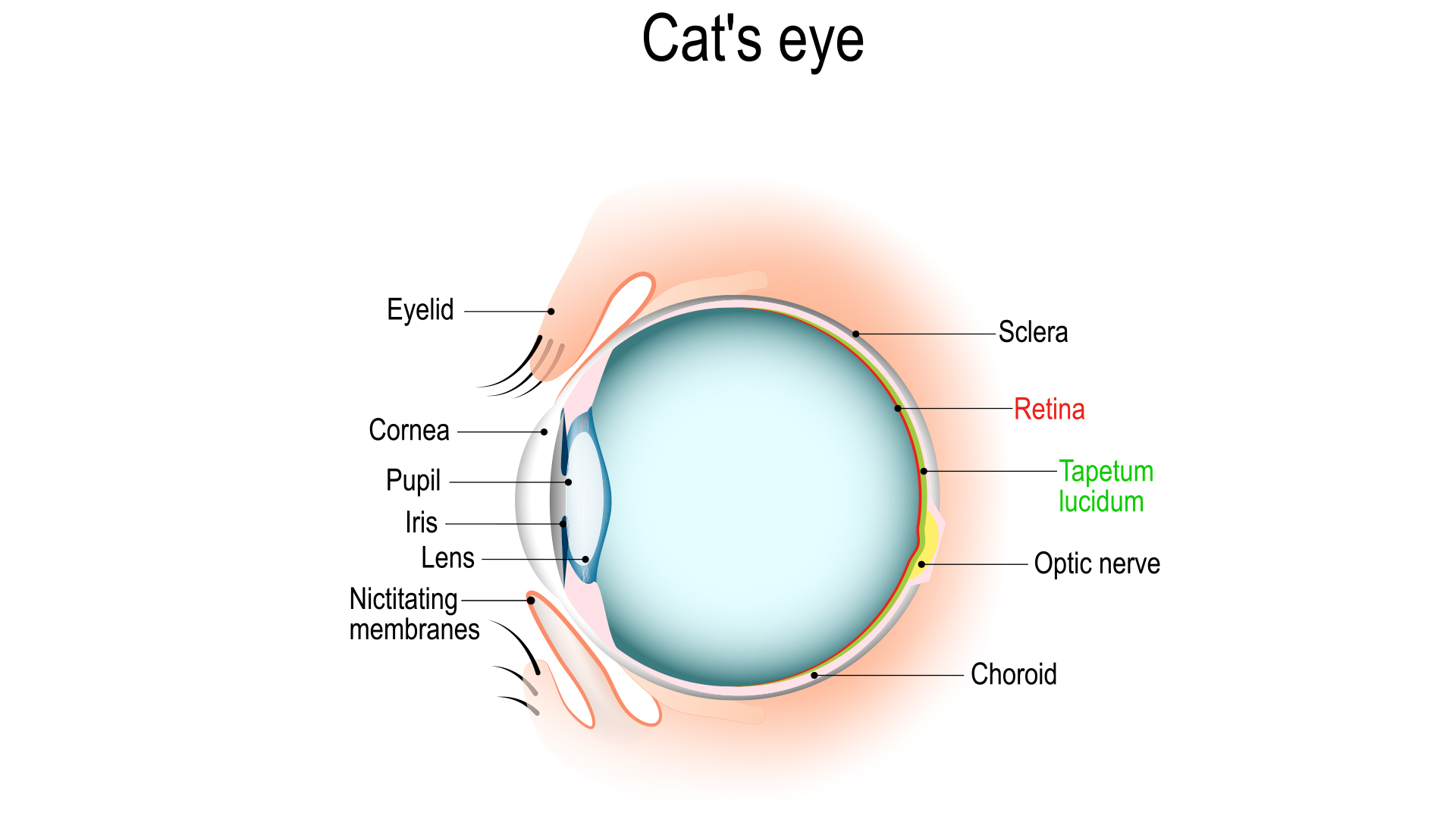 Ultimate Guide On Cat Anatomy & Cat Skeleton | Temptations™ Philippines