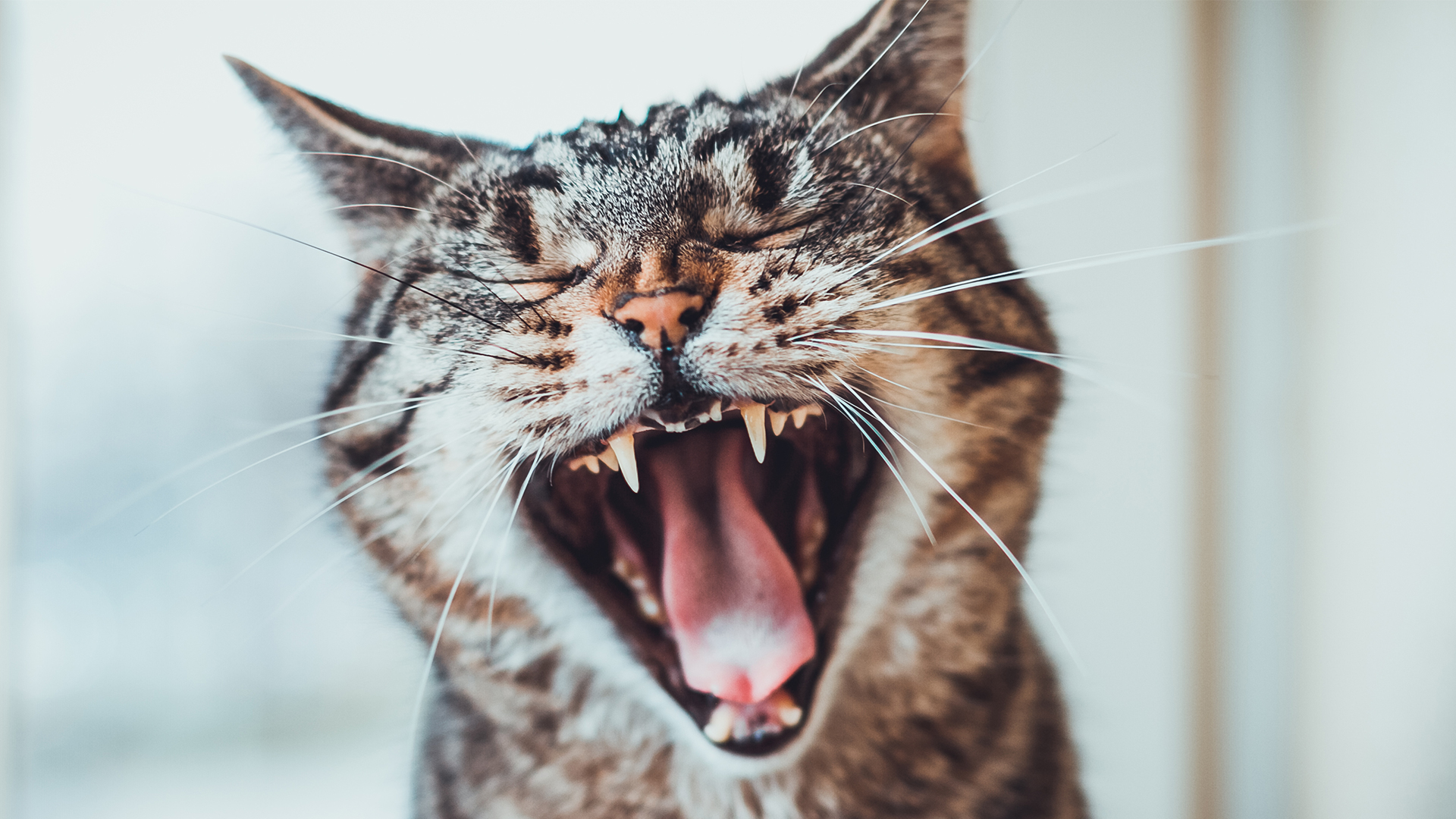 Ultimate Guide On Cat Anatomy & Cat Skeleton | Temptations™ Philippines