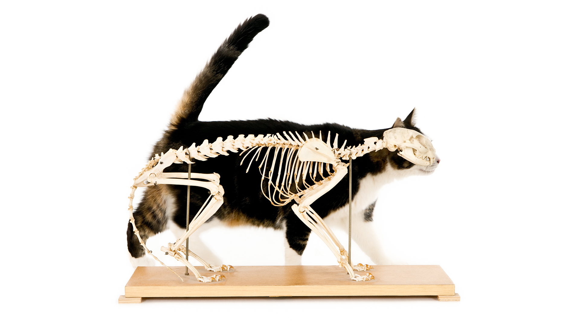 Ultimate Guide On Cat Anatomy & Cat Skeleton | Temptations™ Philippines