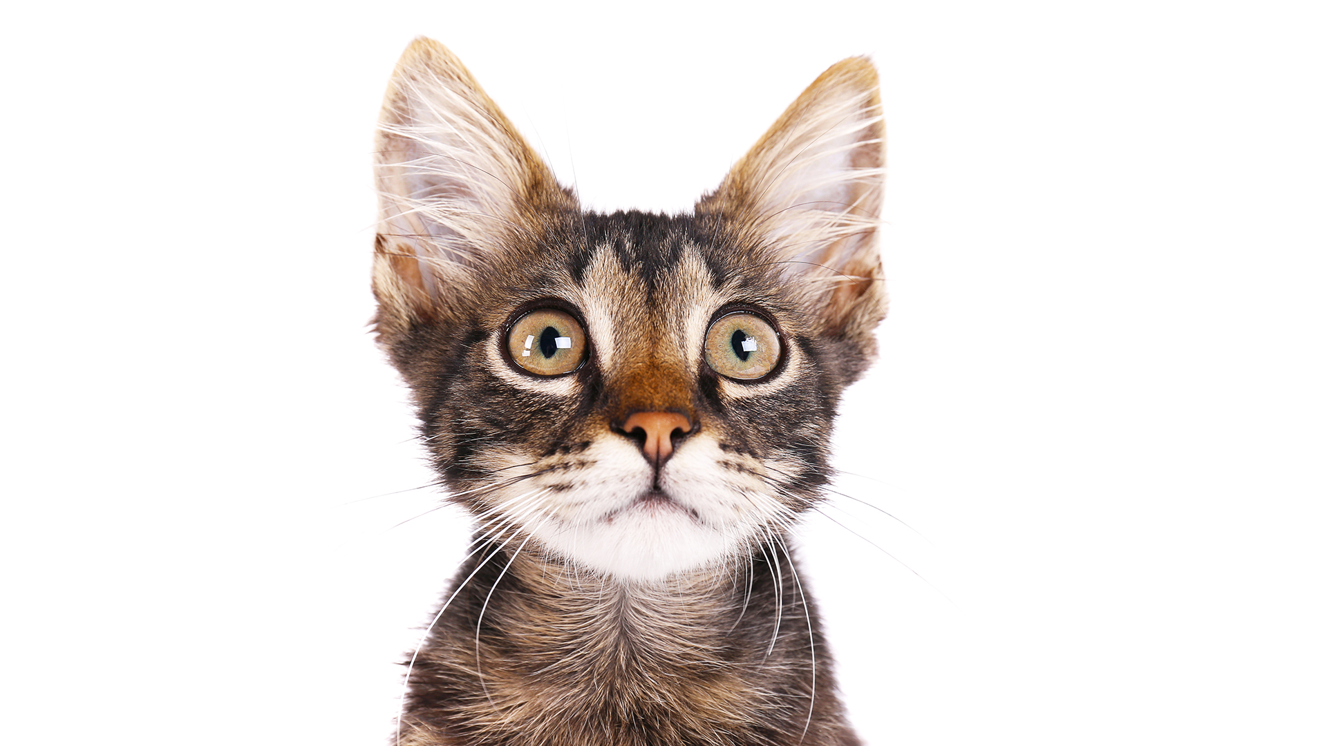 Ultimate Guide On Cat Anatomy & Cat Skeleton | Temptations™ Philippines