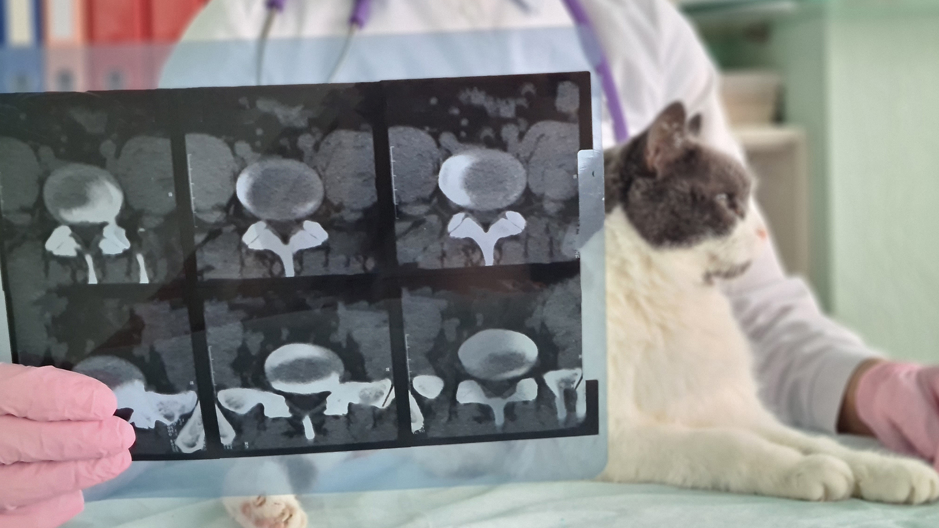 Ultimate Guide On Cat Anatomy & Cat Skeleton | Temptations™ Philippines