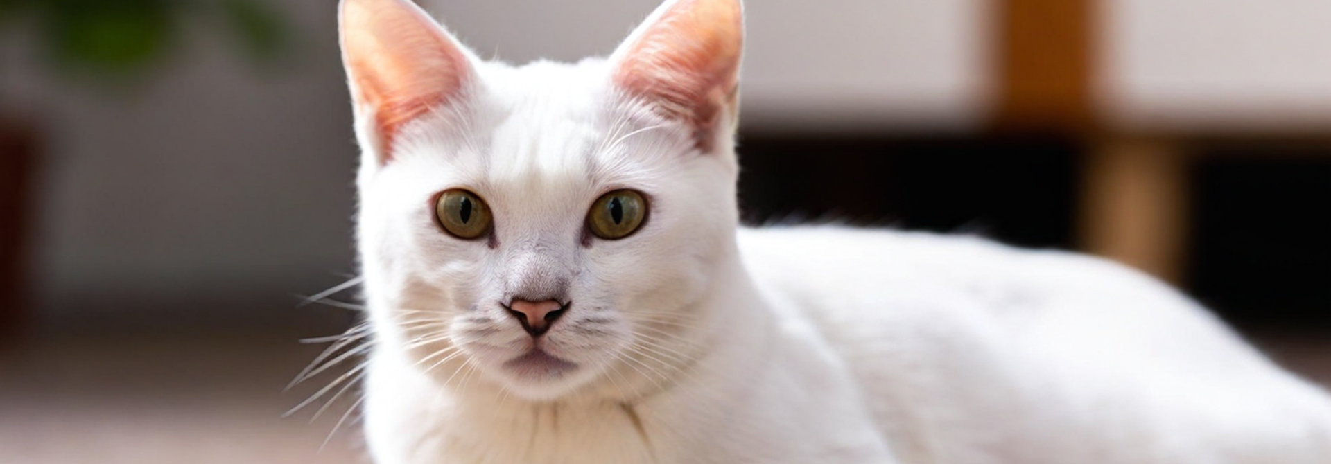 A Collection of Cute Cat Names