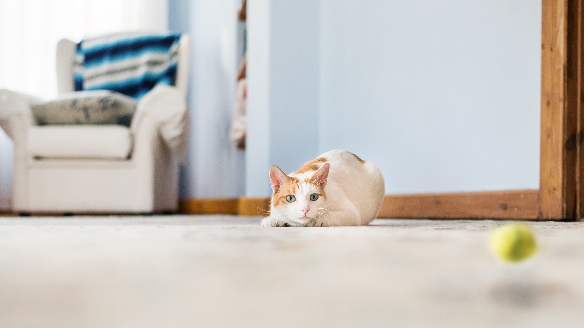 Guide To Understand Cat Body Language - Temptations™ Singapore