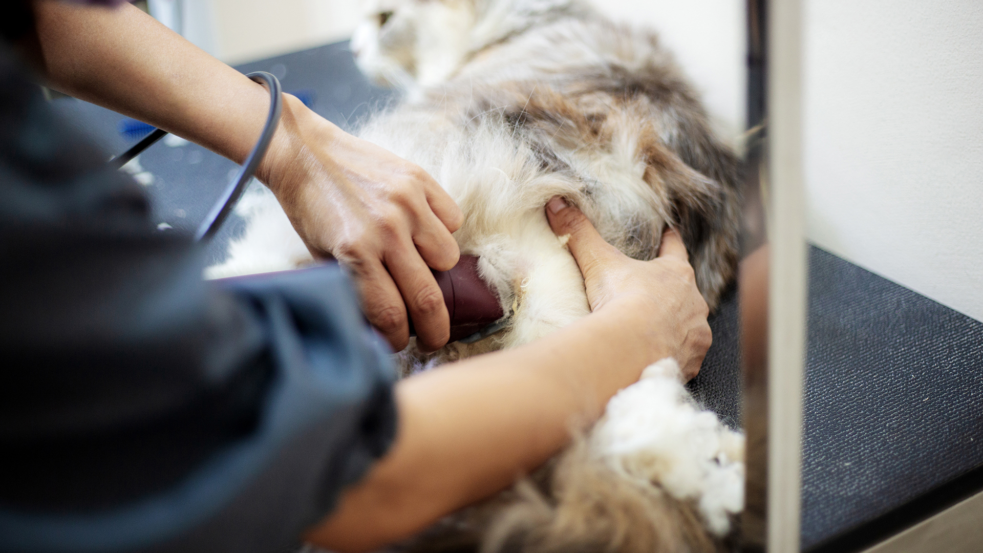 Cat Grooming Styles | Types of Cat Haircuts and Hairstyles ...