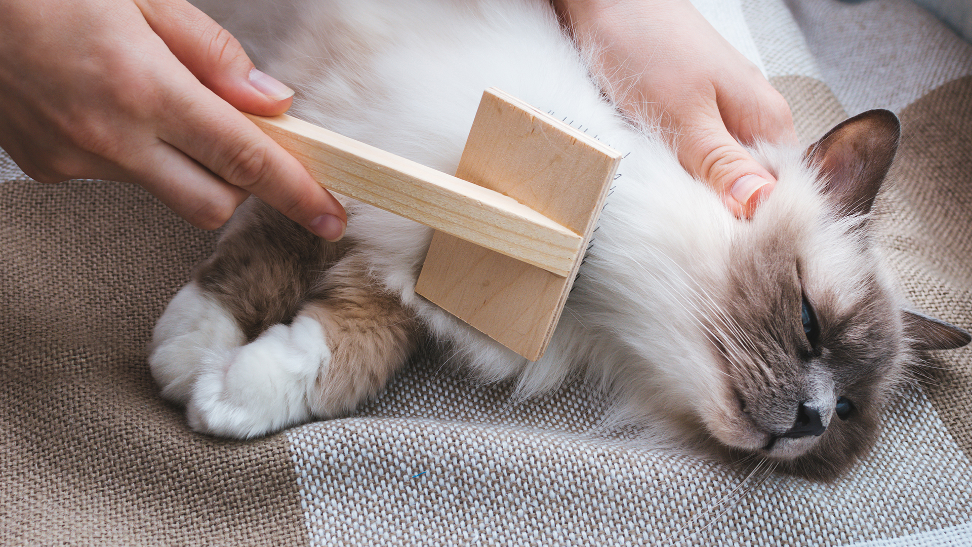 Cat Grooming Styles | Types Of Cat Haircuts And Hairstyles ...