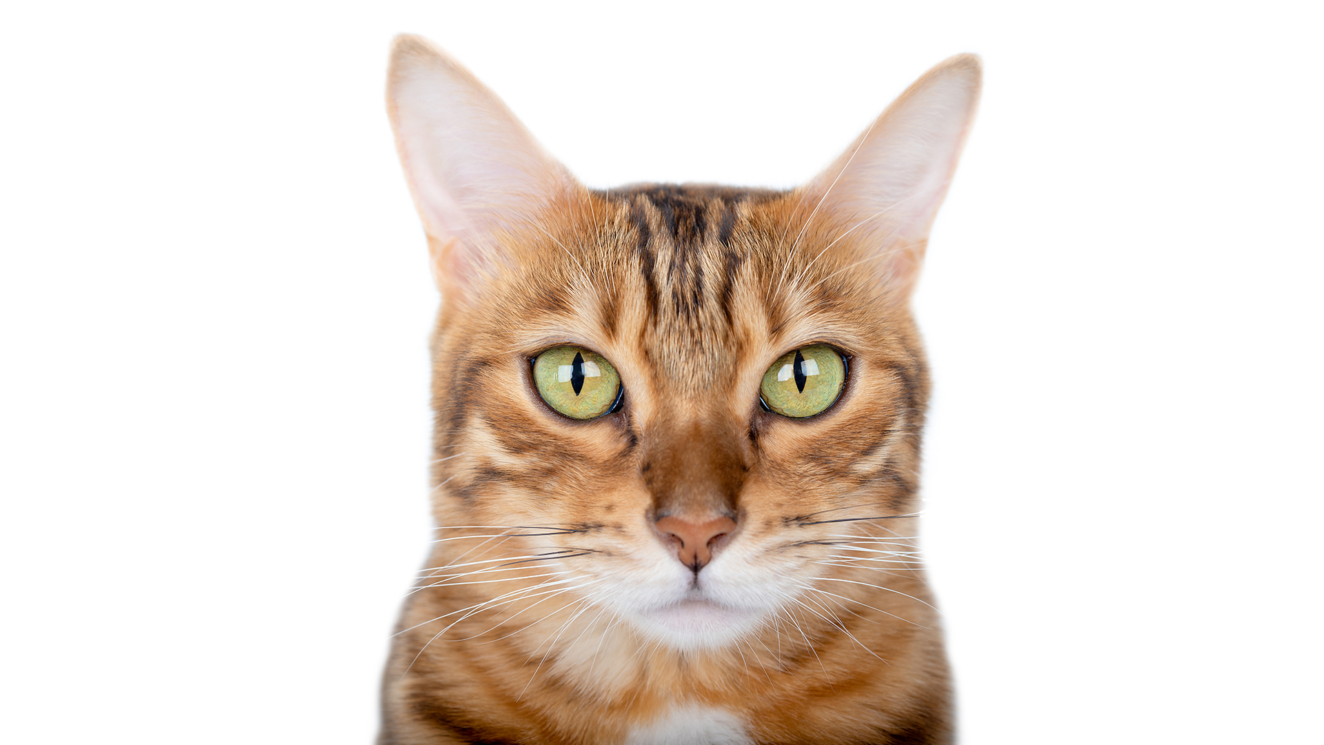 Cat Antomy & Cat Skeleton Explained | Temptations™ Singapore