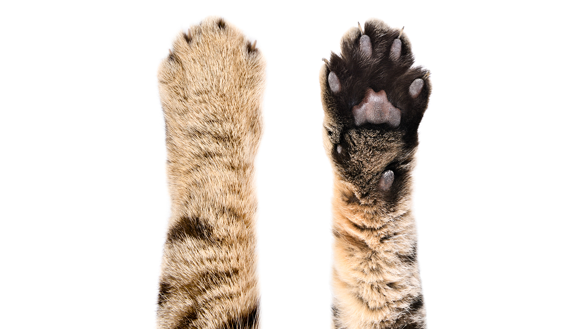 Cat Antomy & Cat Skeleton Explained | Temptations™ Singapore