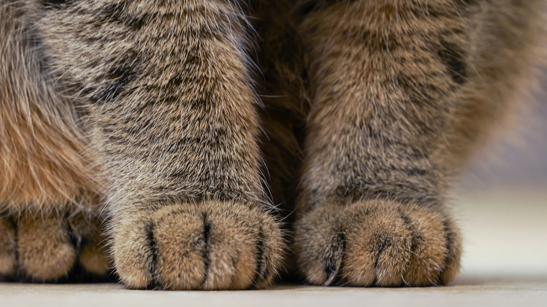 Cat Antomy & Cat Skeleton Explained | Temptations™ Singapore