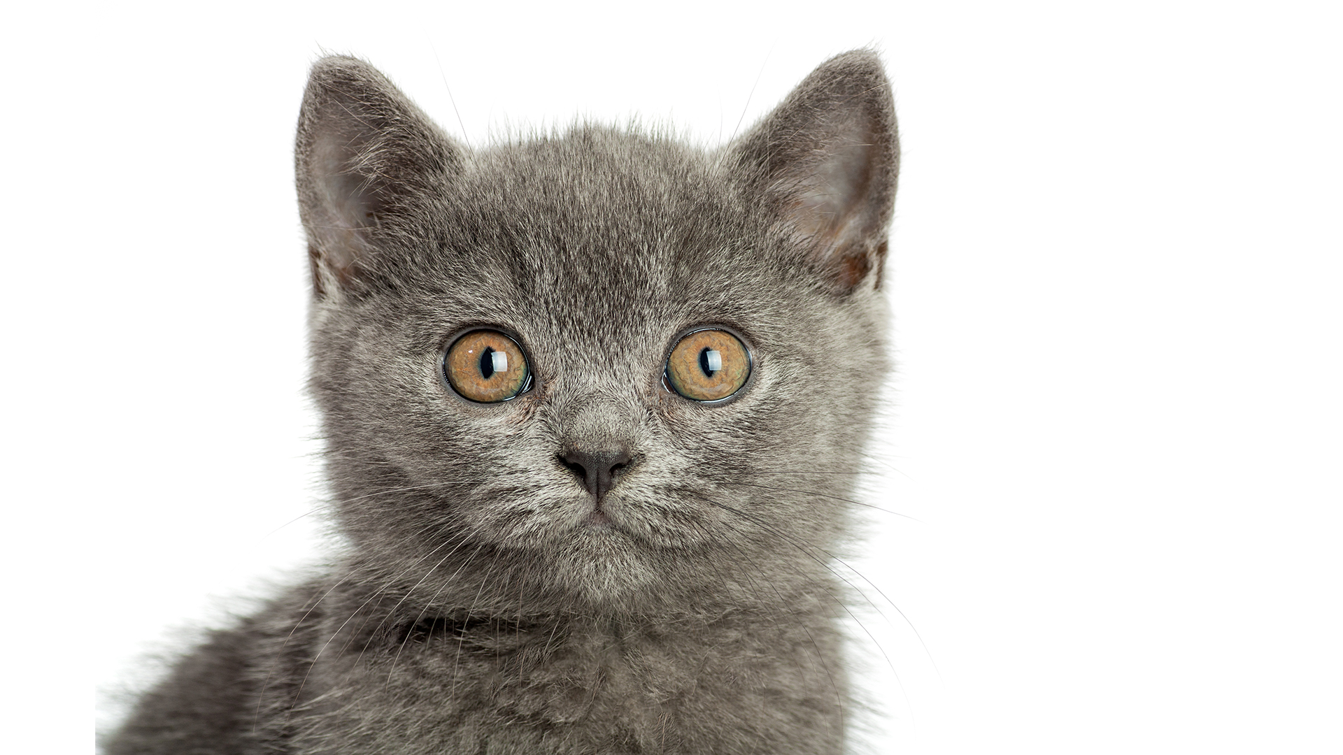 Cat Antomy & Cat Skeleton Explained | Temptations™ Singapore