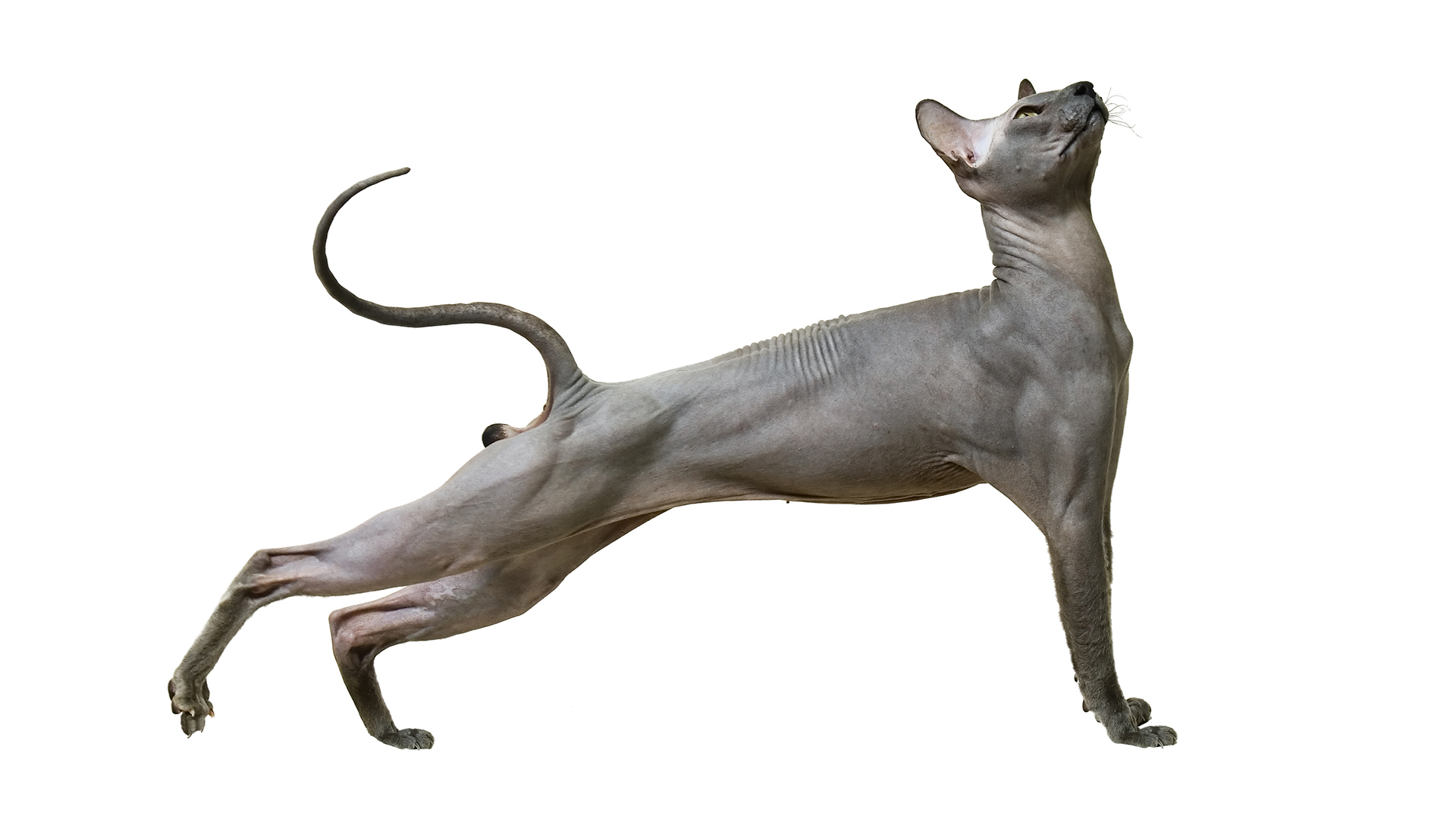 Cat Antomy & Cat Skeleton Explained | Temptations™ Singapore