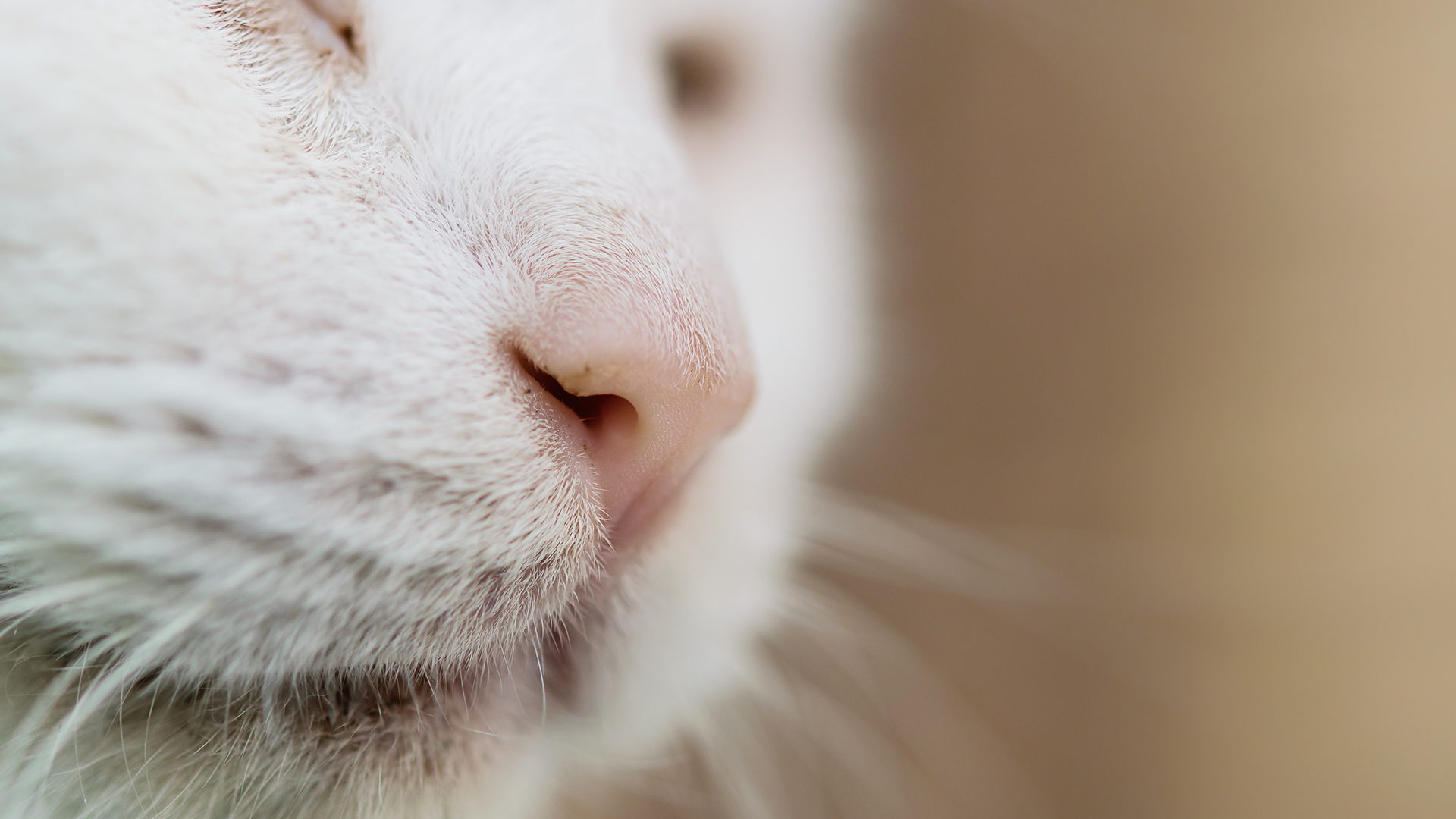 Cat Antomy & Cat Skeleton Explained | Temptations™ Singapore