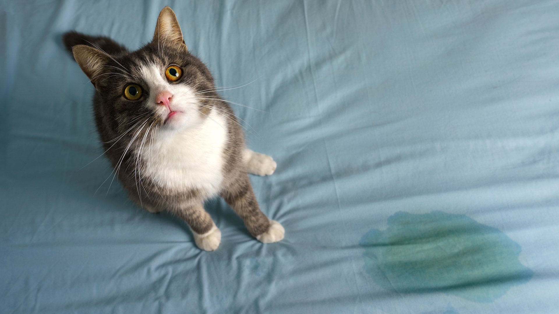 Cat Antomy & Cat Skeleton Explained | Temptations™ Singapore