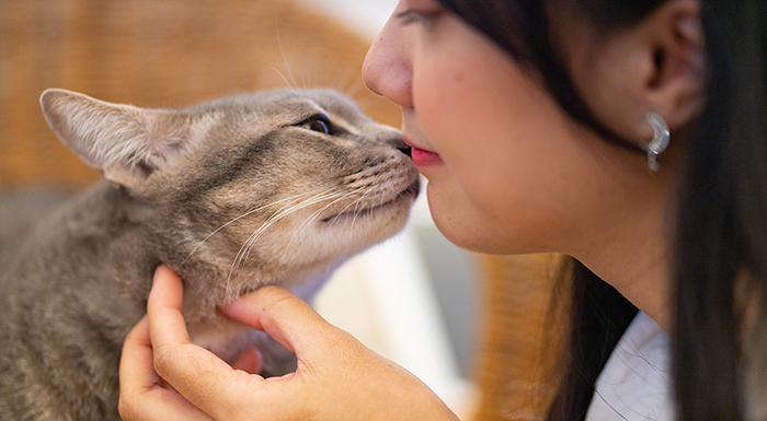Does My Cat Love Me? How To Know If Your Cat Loves You - Temptations ...