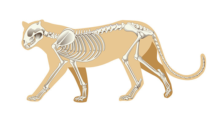 Cat Antomy & Cat Skeleton Explained | Temptations™ Singapore