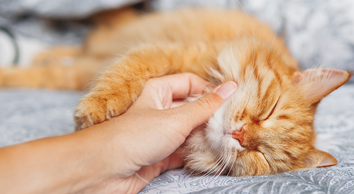 Tiếng mèo kêu? Hiểu hơn tại sao mèo kêu rừ rừ khi ngủ | Temptations ...